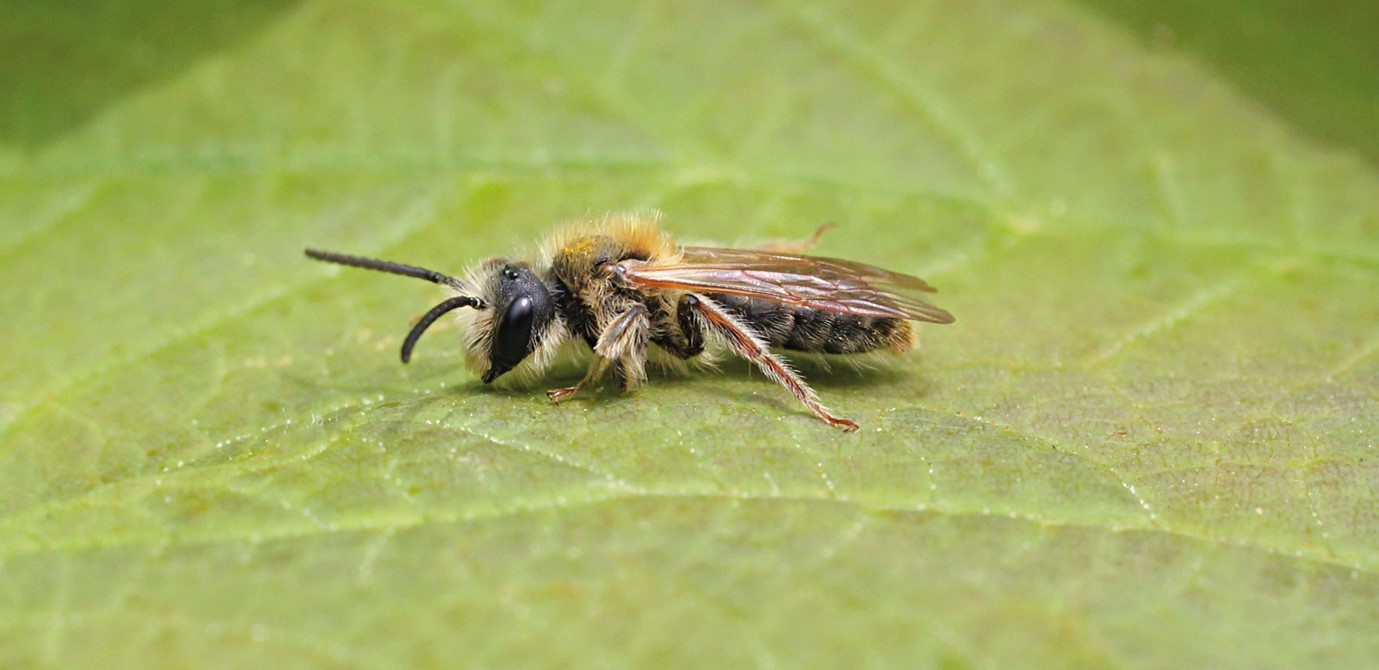 Bee of the month - Orange-Tailed Mining Bee (Andrena haemorrhoa ...