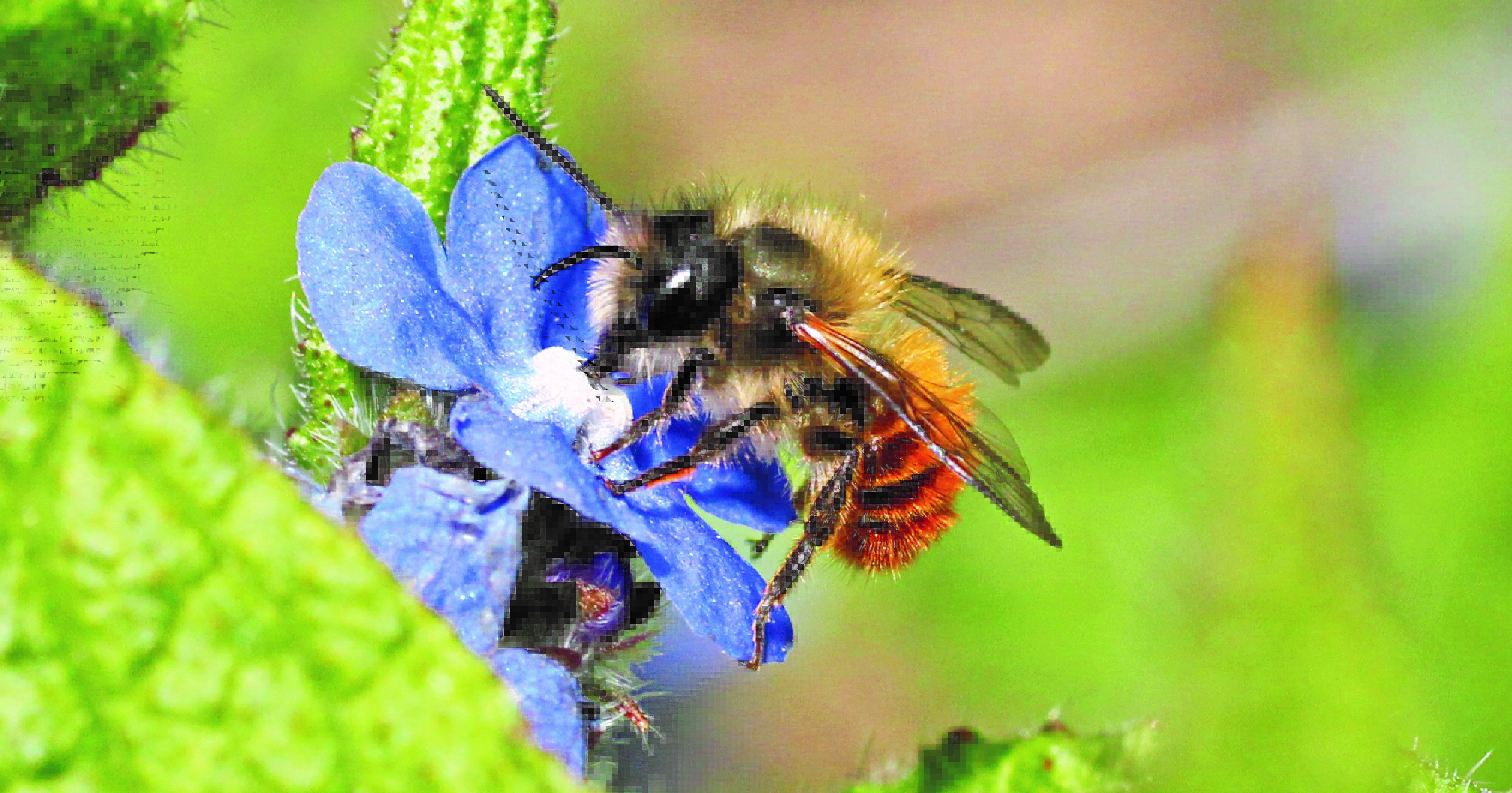 Bee of the month – Red Mason Bee (Osmia Bicornis) - Intellectual ...