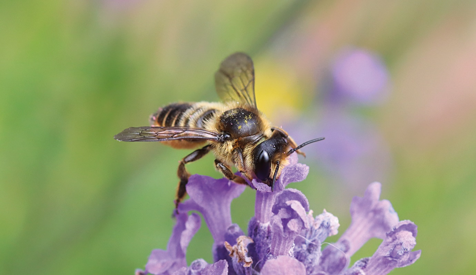 Bee of the month - Patchwork Leafcutter Bee (Megachile centuncularis) - Intellectual Property ...