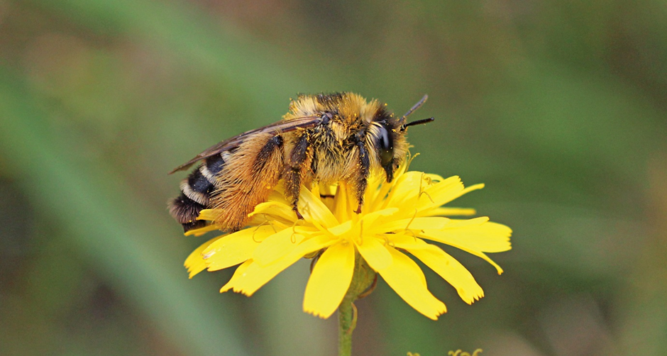 Bee of the month - Pantaloon Bee (Dayspoda Hirtipes) - Intellectual Property Law - Reddie & Grose