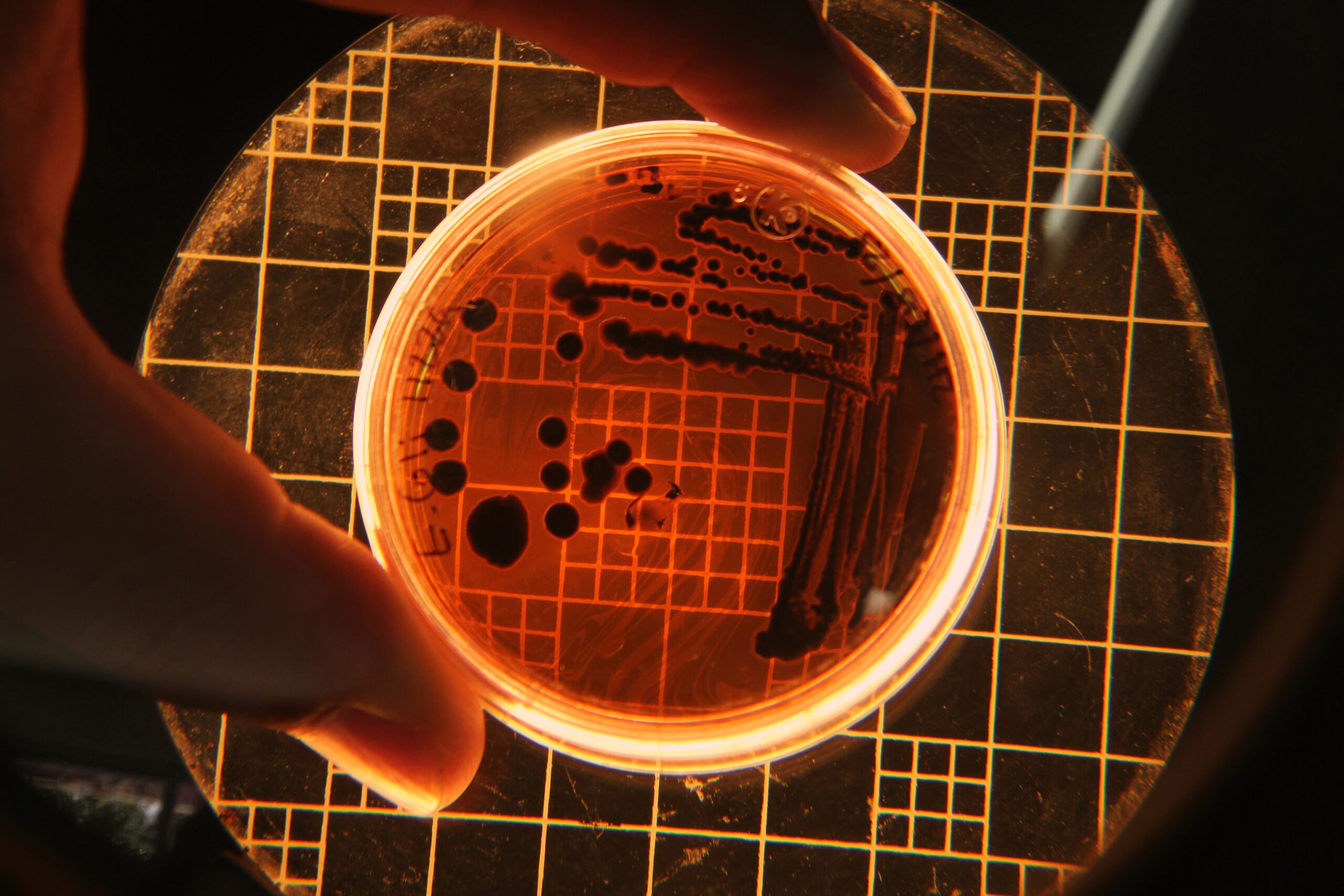 Sustainable Foods for the Future #5: The Biomass Fermentation ...